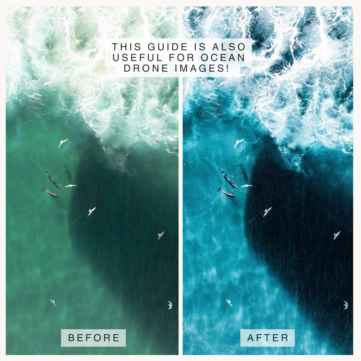 The Complete Guide to Underwater Photography Editing – Evie Wilderness