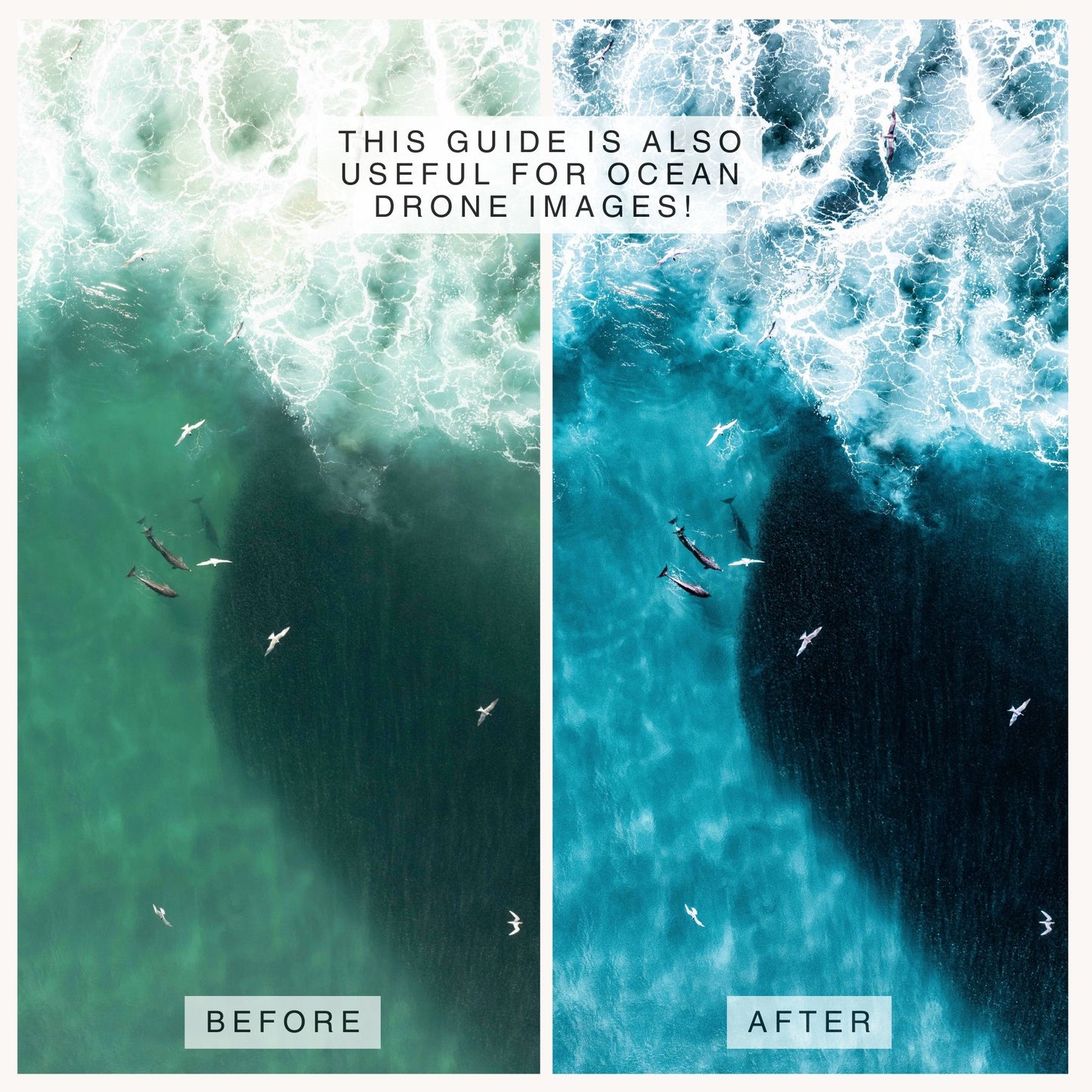 The Complete Guide to Underwater Photography Editing – Evie Wilderness