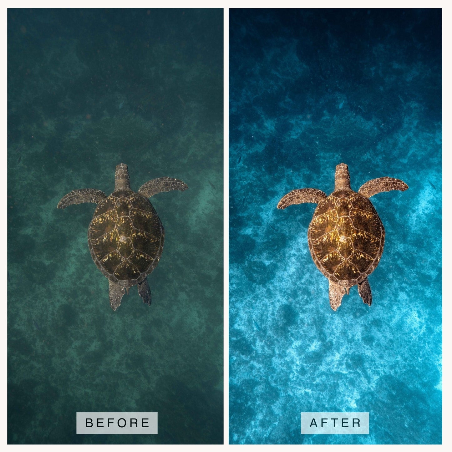 The Complete Guide to Underwater Photography Editing – Evie Wilderness