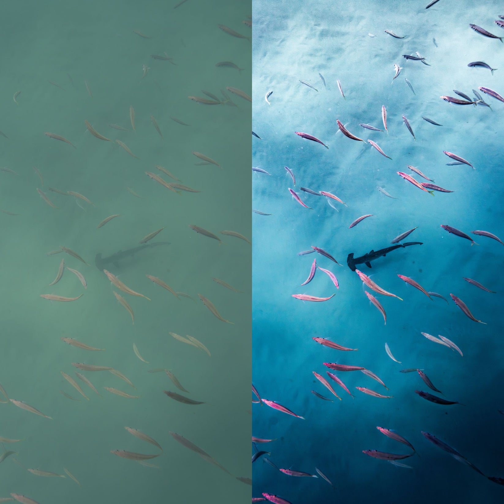 The Underwater Photography Editing Master Guide – Evie Wilderness