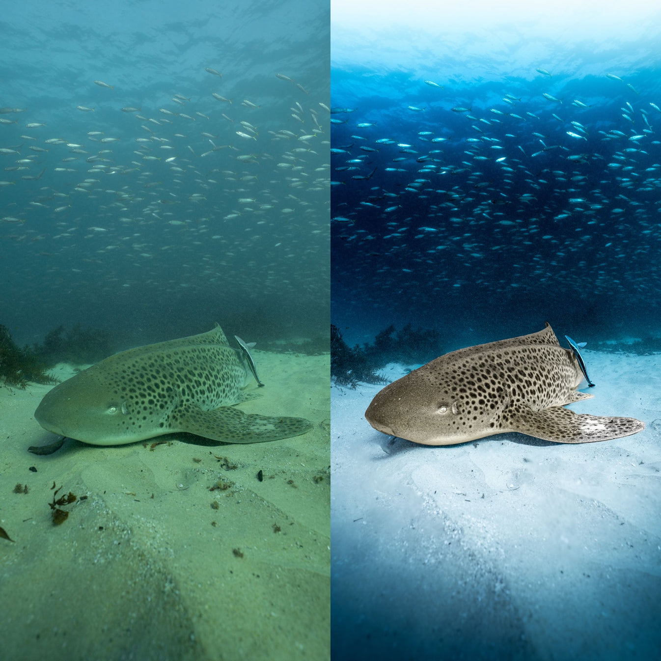 The Complete Guide to Underwater Photography Editing – Evie Wilderness